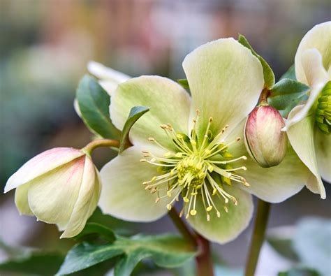 How To Propagate Hellebores Expert Advice On Growing