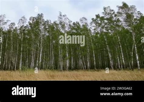 Birch Trees With Green Leaves Sway From A Strong Wind Trees Against The Sky And Dry Grass