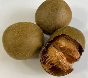 解密食药同源物罗汉果 肺肠同治”的科学内涵，上海交大药学院李晓波教授团队揭示调控 肠 肺轴”的新证据交大智慧上海交通大学新闻学术网