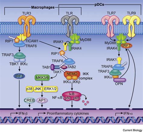Toll Like Receptors Current Biology