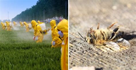 Epa Approved Emergency Use Of Bee Killing Pesticide On 13 9 Million Acres