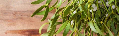 Jemioła Czy Jest Trująca Właściwości I Przeciwwskazania Zielares