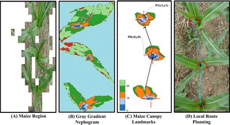 Maize Canopy Landmark Location And Local Route Tracking Download Scientific Diagram