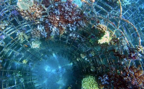 Biorock Technology Coral Restoration Upsc Ias Digitally Learn
