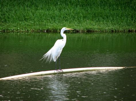 Fancy Tail Male Crane
