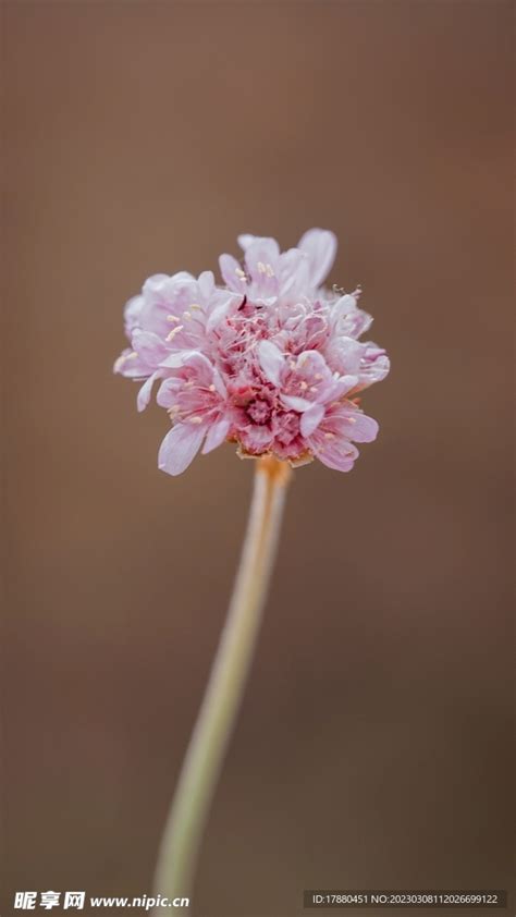 海石竹摄影图花草生物世界摄影图库昵图网