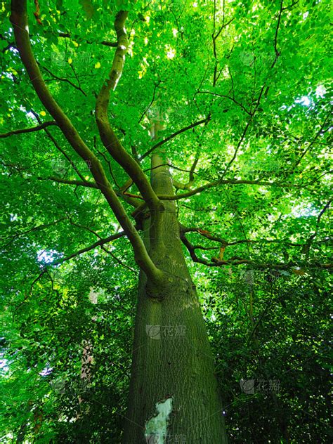 树冠 森林 在下面 灰树 垂直画幅 人 户外 树林 英国 一个人