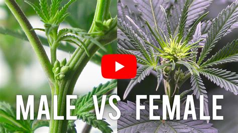Sexing Your Cannabis Plant Male Vs Female Mr Grow It