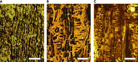 Photomicrographs Of Thin Sections Of Fossil Wood Specimen Ppp G 36 From