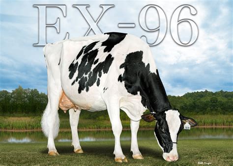 The Breeds Newest Excellent 96 Point Cow Embryosale Embryos