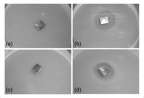 Atcc 29213 Staphylococcus Aureus A And B And Atcc 25922 Escherichia
