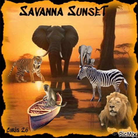 Sunset On The Savanna Free Animated  Picmix
