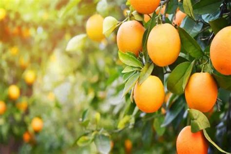 Orange Processing Plant Still A Distant Dream For Vidarbha The Live Nagpur