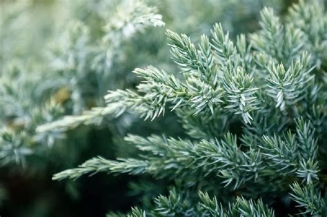 Blue Pacific Juniper For Sale Buying And Growing Guide