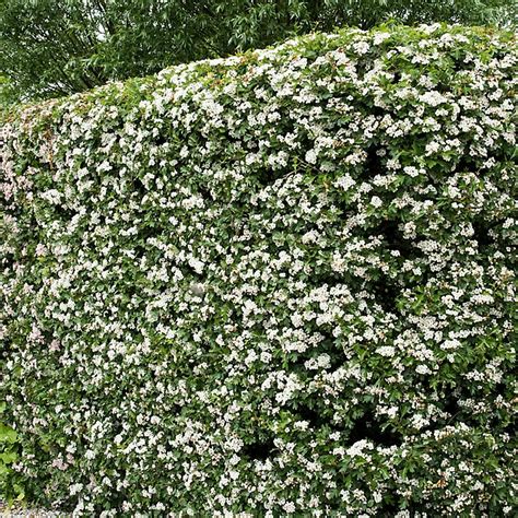 Hawthorn Hedge Crataegus Monogyna Set Of 10 Bare Root Hedges 40 60cm