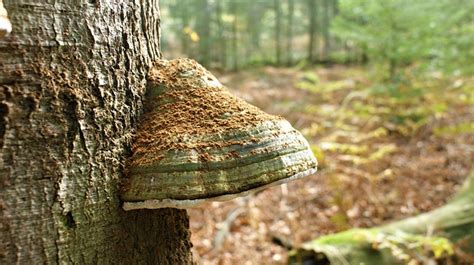 Tinder Fungus Tree Forest Free Photo On Pixabay