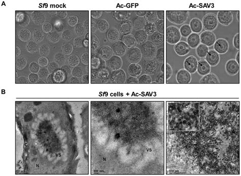 Nuclear Localization And Assembly Of Sav3 Nucleocapsids Sf9 Infection