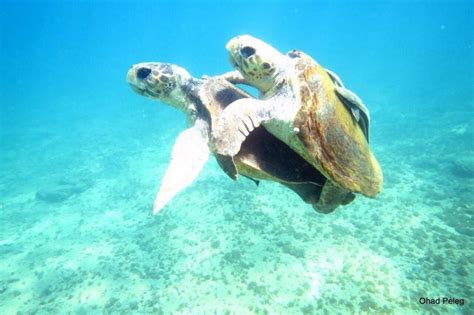 ארבעה צבי ים צעירים שנפגעו מפסולת פלסטיק שוחררו חזרה לטבע • צפו חי פֹּה תאגיד החדשות של חיפה