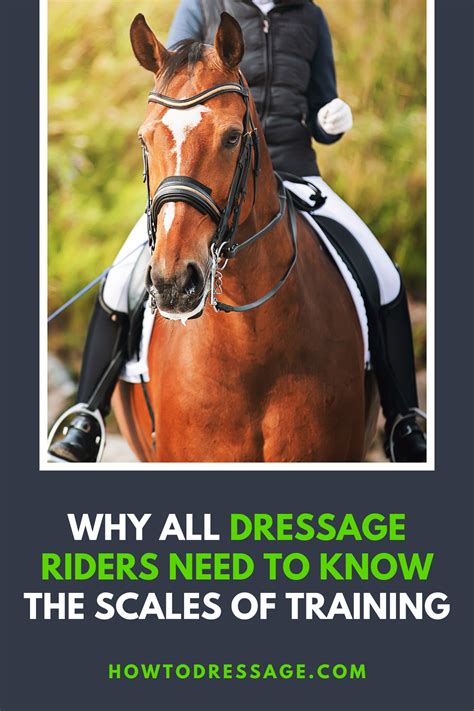 Scales Of Training Explained By Top British Dressage Rider Gpjjo