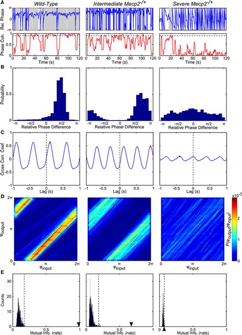 Representative Analyses Show Reduced Phase Locking In Mecp2− Compared