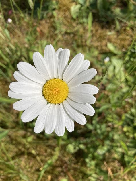 Marguerite Des Prés Photo Gratuite Sur Pixabay Pixabay