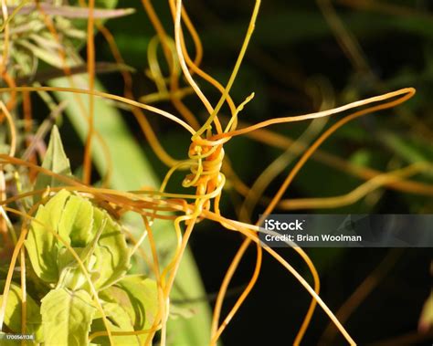 Dodder Native North American Annual Seedbearing Parasitic Vine Climbing