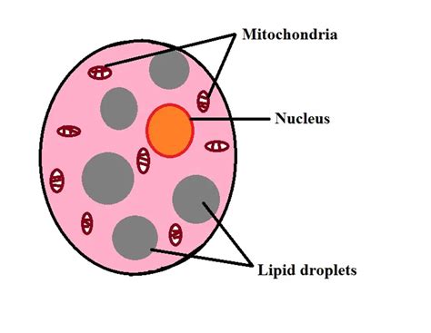What Are Adipocytes What Are Their Functions