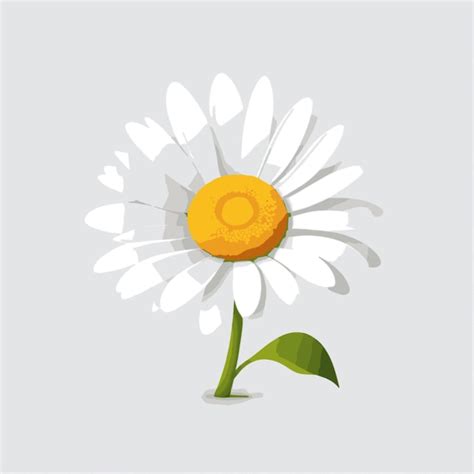 Premium Vector Daisy Vector On A White Background