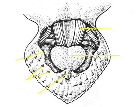 Avian Uropygial Preen Gland Quiz