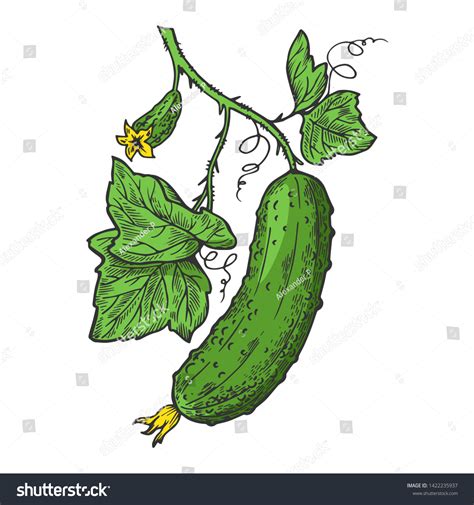 Cucumber Plant Clipart Borders