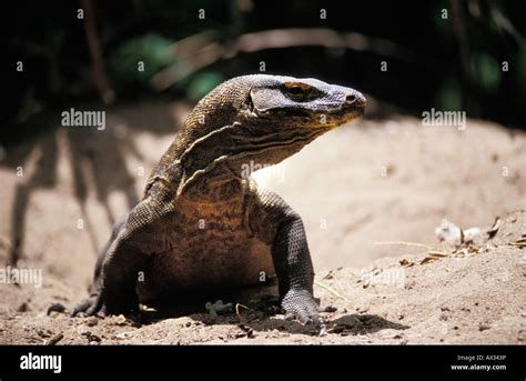 Portrait De Varan De Komodo Indon Sie Komodo Dragon In Natural