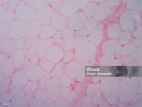 Tissu Adipeux Humain Sous Vue Au Microscope Vecteurs Libres De Droits Et Plus Dimages
