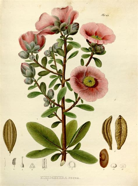 1000 Images About Art Wall 3 Botanical And Nature Illustration On