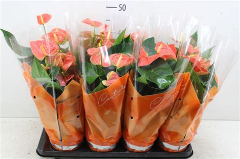 Купить Anth An Prince Of Orange оптом в Минске — растения ФлорБиз