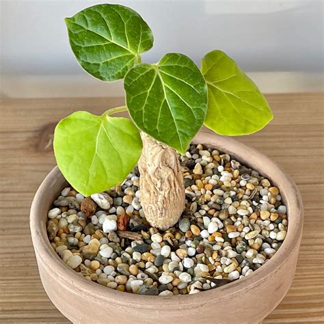 Matelea Gonolobus Cyclophylla Cloud Hidden Plants Houseplants