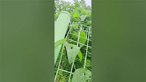 굵직한 하수오 줄기 Youtube