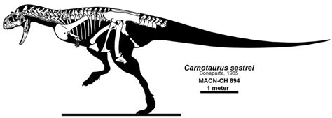 All About Carnotaurus