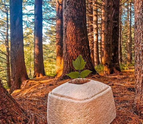 These Biodegradable Urns Can Turn Your Ashes Into A Tree Viable Earth