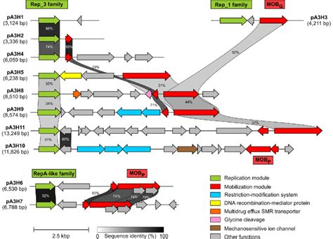 Linear Presentation Of The Ant H3 Plasmids Each Horizontal Line