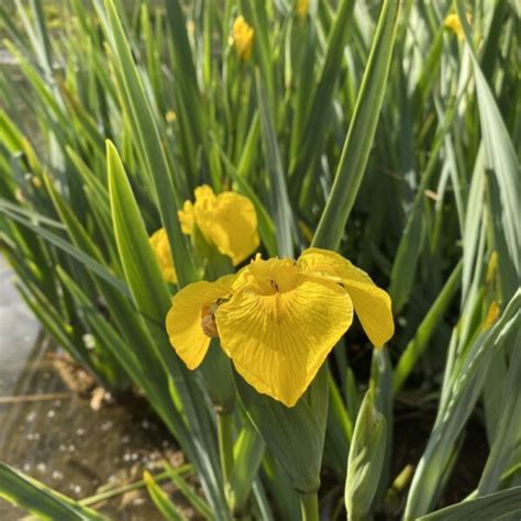 Iris Pseudacorus Pas Cher Achat Vente En Ligne