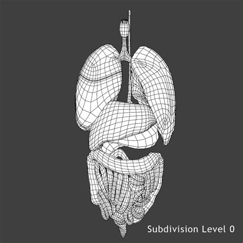 Female Torso Anatomy 3d Model 249 Obj Fbx Ma Free3d