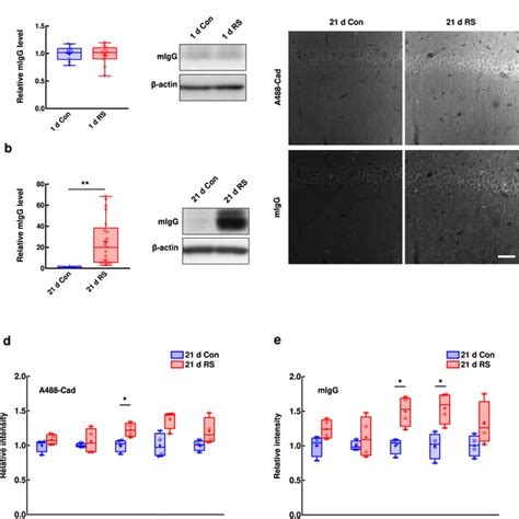 Gene Expression Of A Corticotropin Releasing Hormone Crh Is