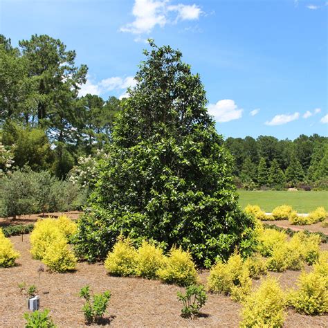 Ilex Emily Bruner ~ Emily Bruner Holly Kings Sunset Nursery