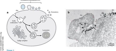 Intercellular Communication Process Semantic Scholar