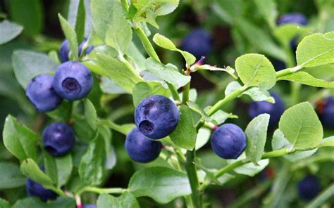 Bilberry Fruit Extract Gm Botanicals