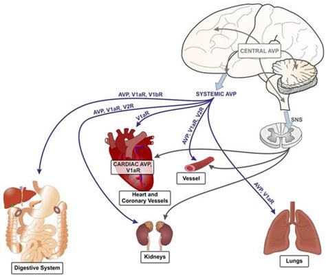 The Heart As A Target Of Vasopressin And Other Cardiovascular Peptides