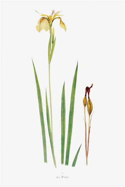 Iris Wilsoni From The Genus Free Photo Illustration Rawpixel