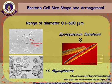 Pdf Bacteria Cell Size Shape And Arrangement Range Of Diameter