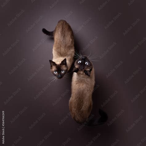 Siamese Twins Cats