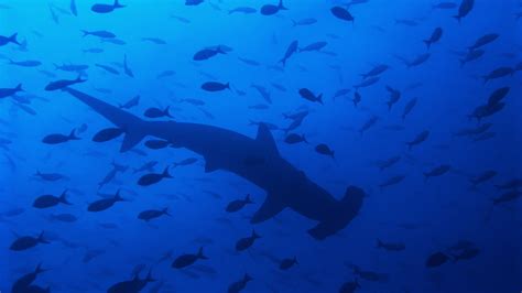Great Hammerhead Shark Wallpapers Top Free Great Hammerhead Shark